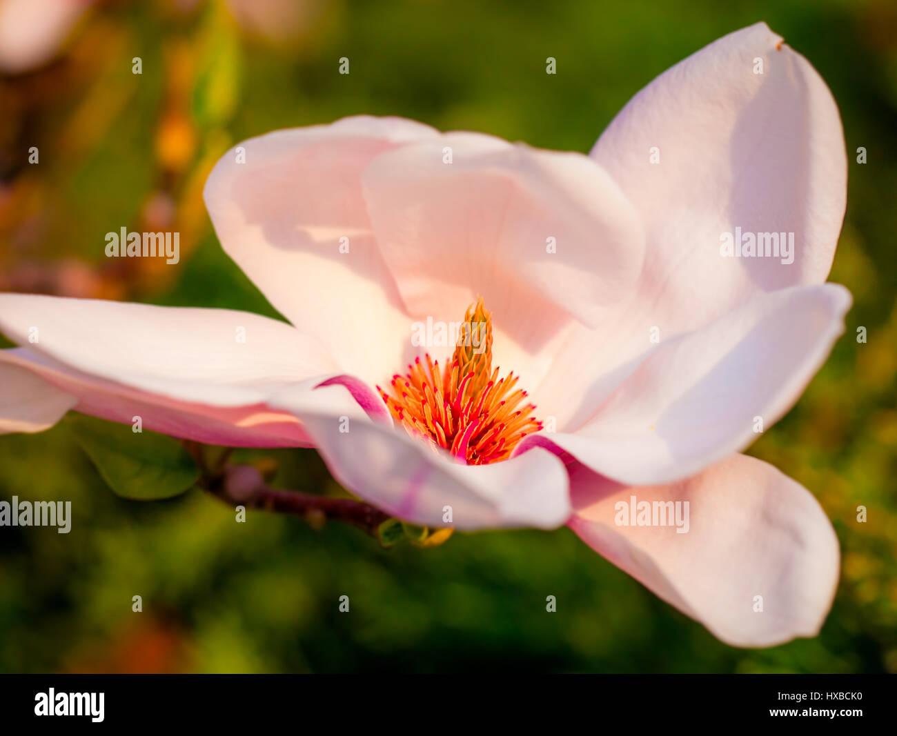 Lit flower hi-res stock photography and images - Alamy