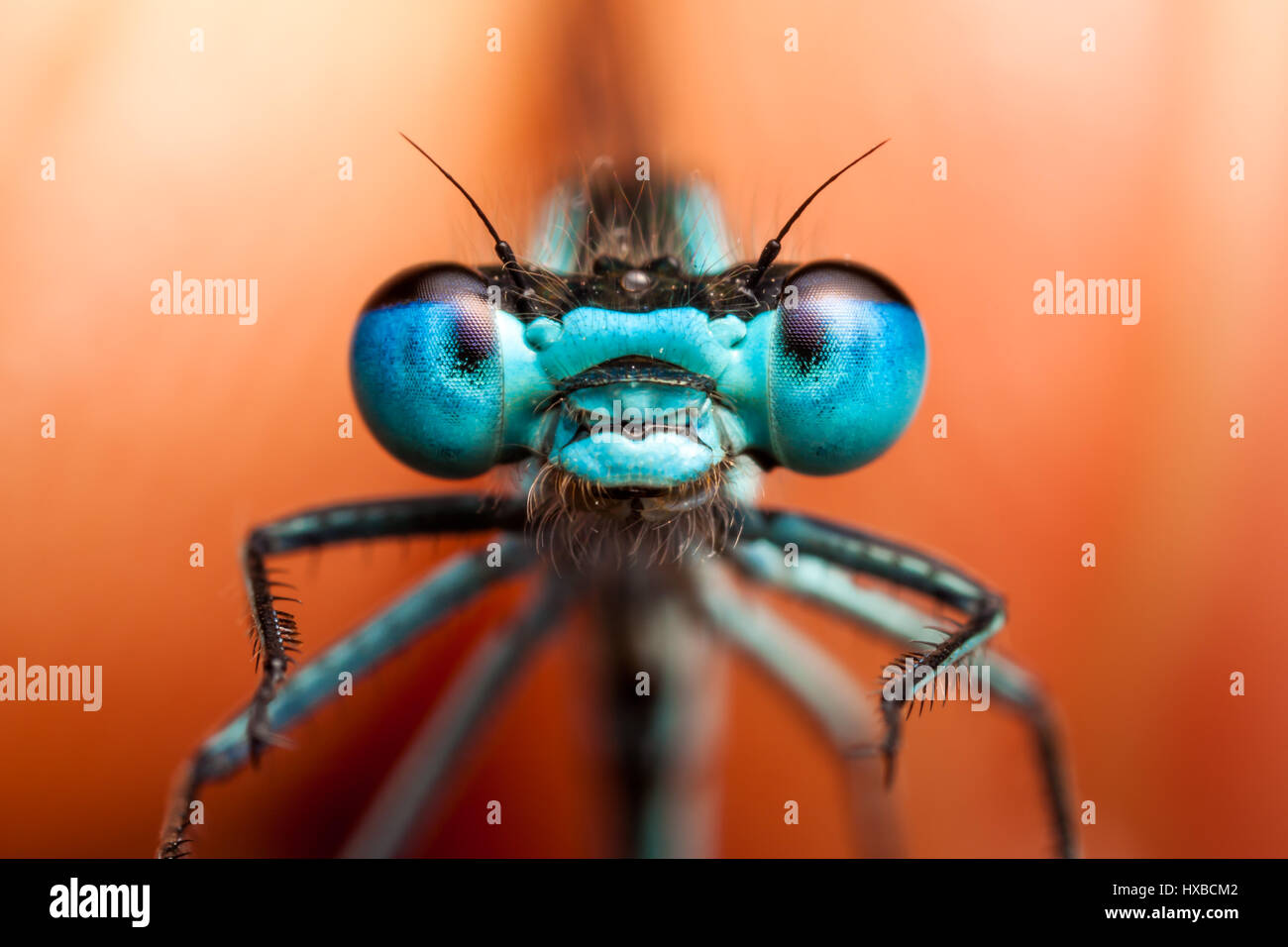 Cartoon dragonfly hi-res stock photography and images - Alamy