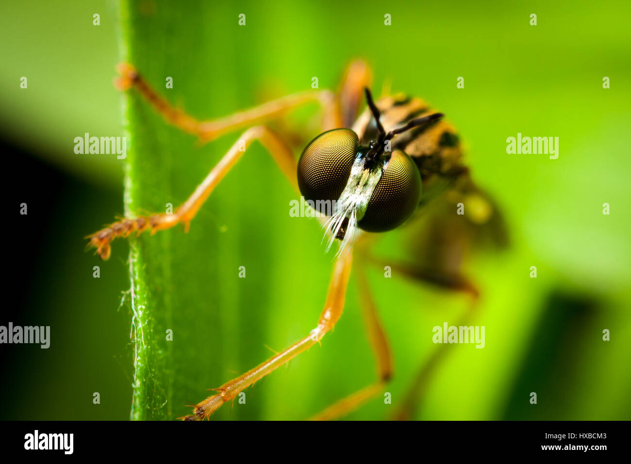 Extreme high magnification macro Stock Photo - Alamy