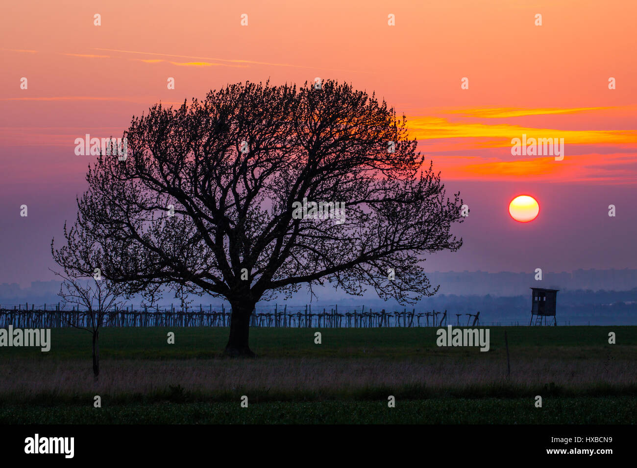 Hunting hut early sunrise with large sun and a fruit tree Stock Photo ...