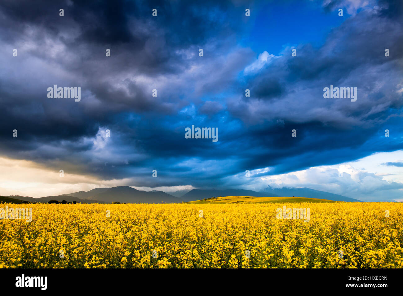 Wonderful contrast of two opposing colors Stock Photo - Alamy
