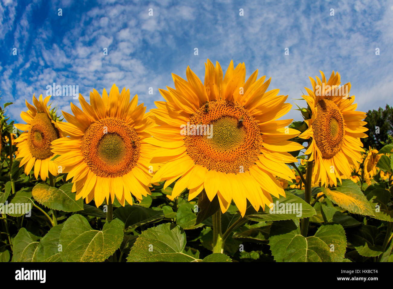 Wide closeup shot flower hi-res stock photography and images - Alamy