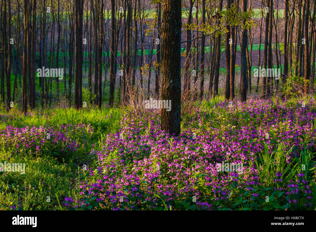 Forest in spring with beautiful purple flowers Stock Photo - Alamy