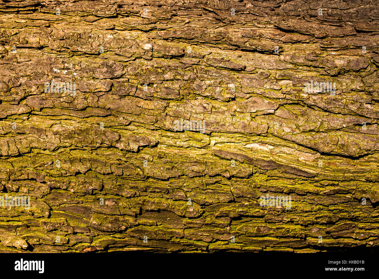 High quality sharp texture Stock Photo - Alamy