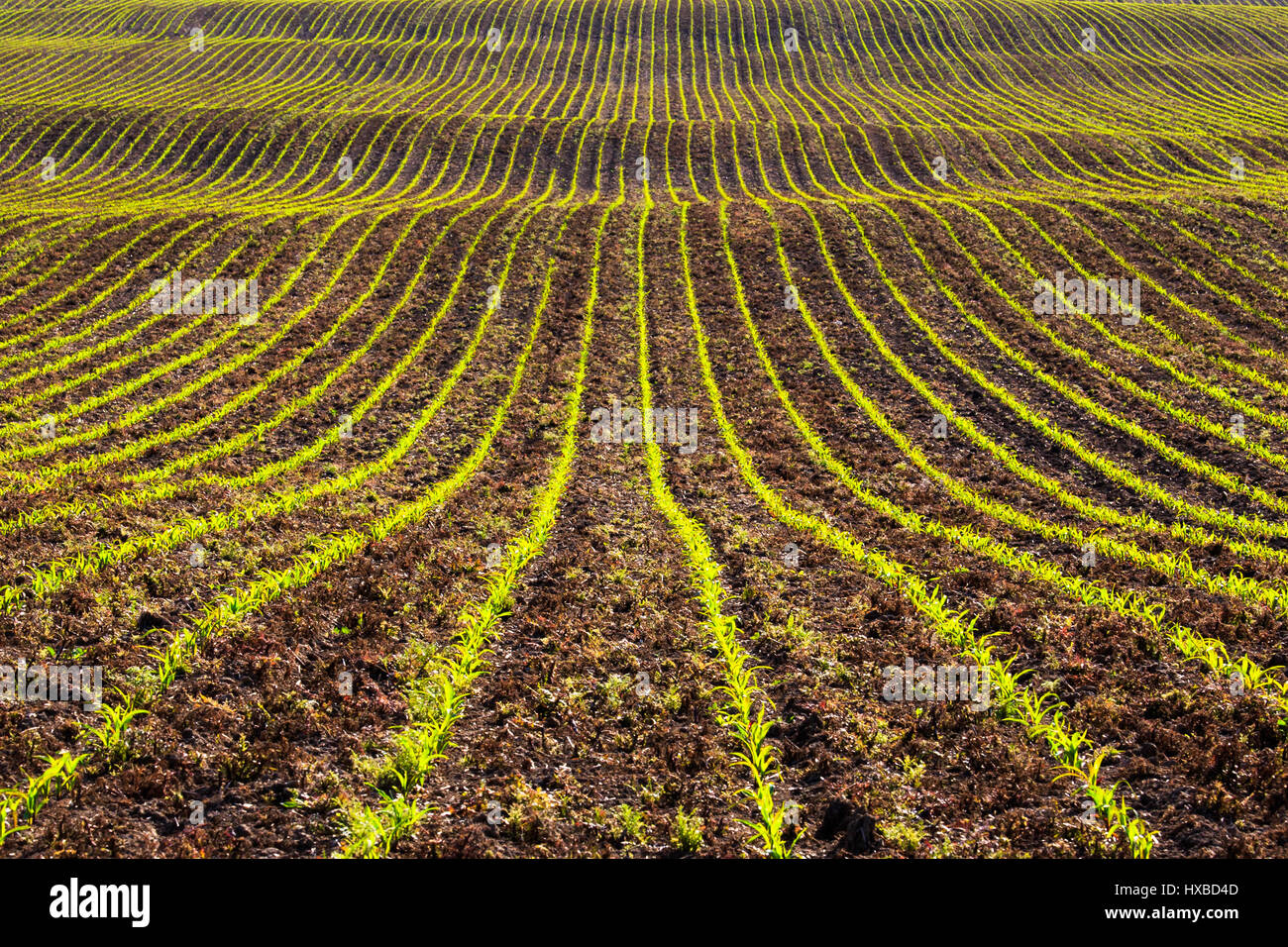 Abstract texture/pattern made of curvy fields with fresh crops Stock ...
