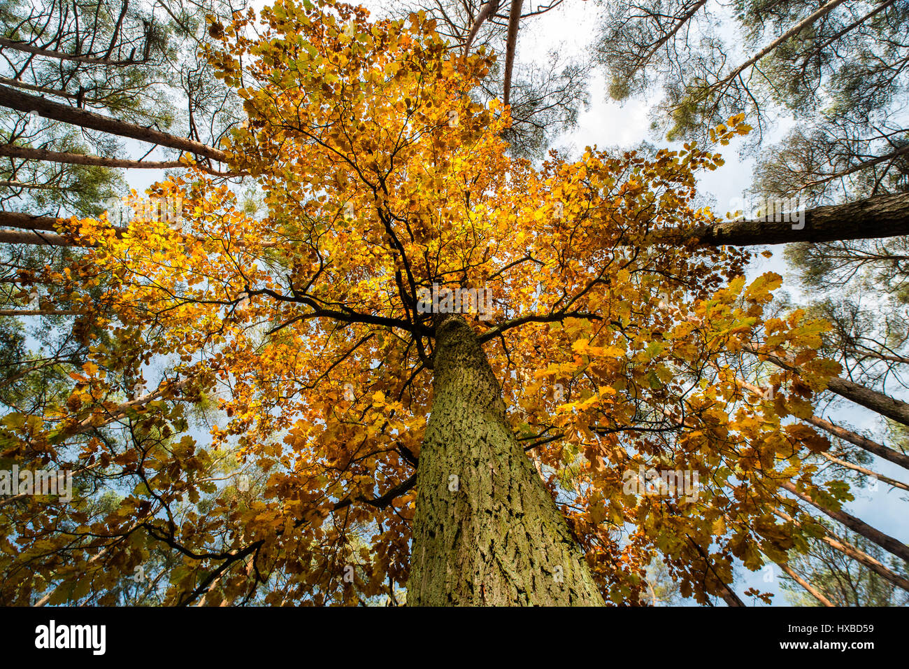 Wide angle oak tree in Autumn Stock Photo - Alamy