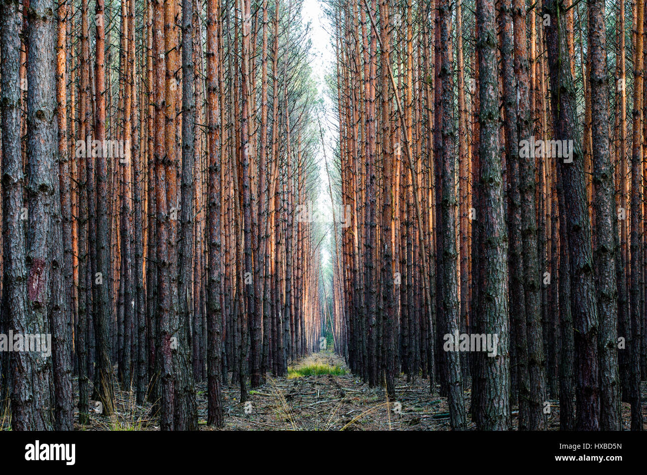 A path in a spruce forest Stock Photo - Alamy