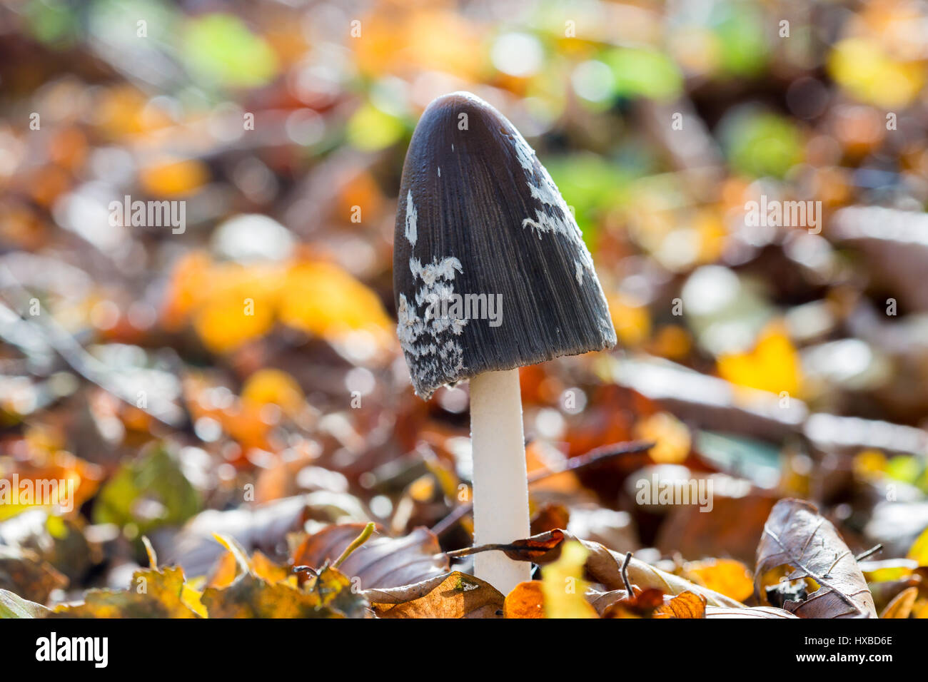 Blue toadstool sky blue mushroom hi-res stock photography and images ...