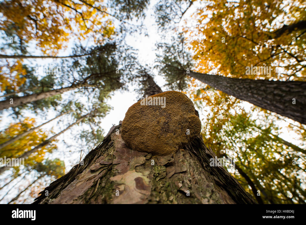 Highly detailed macro image Stock Photo - Alamy