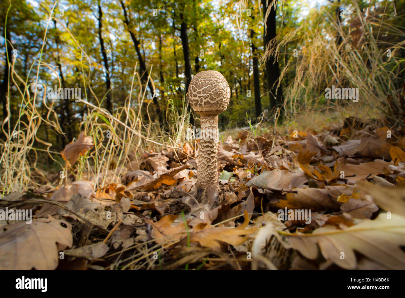 Macro fungi image hi-res stock photography and images - Alamy