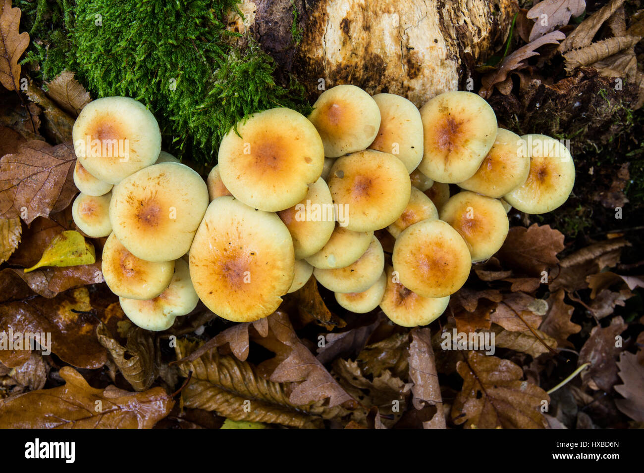 Cluster Of Fungi High Resolution Stock Photography and Images - Alamy