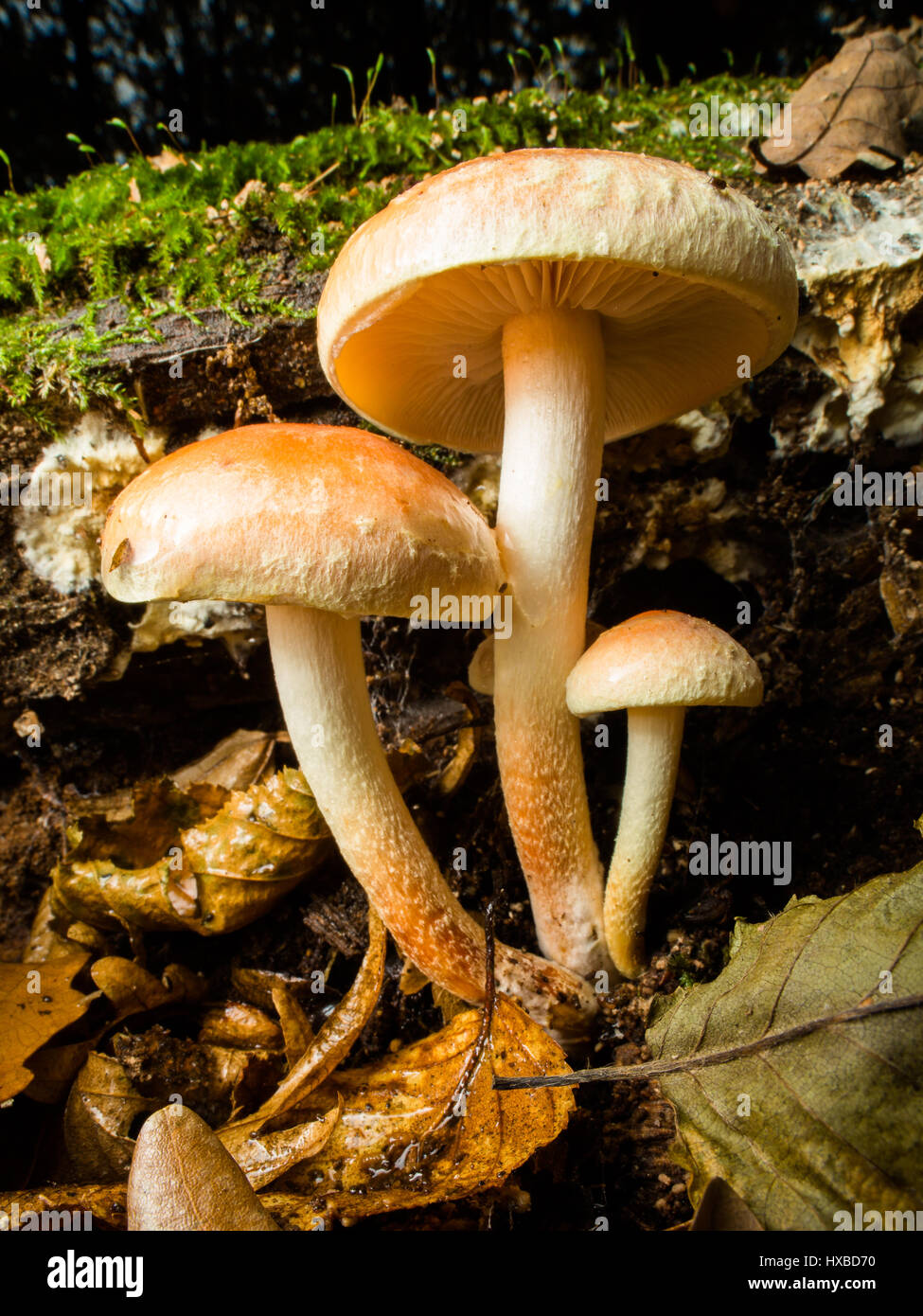 Cluster of mushrooms in a forrest Stock Photo - Alamy