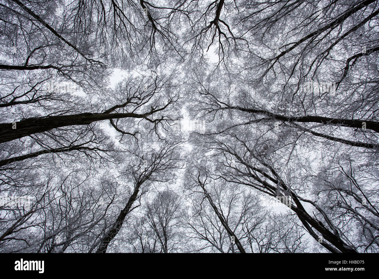 Landscape trees wide angle shot Stock Photo - Alamy