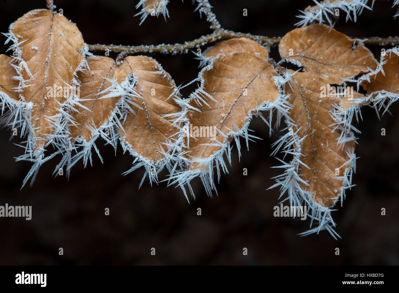 Detailed image of frost needles Stock Photo - Alamy