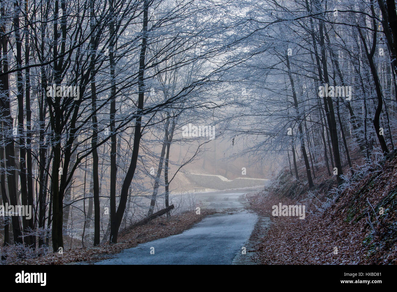 Frosty chilly forest with fog Stock Photo - Alamy