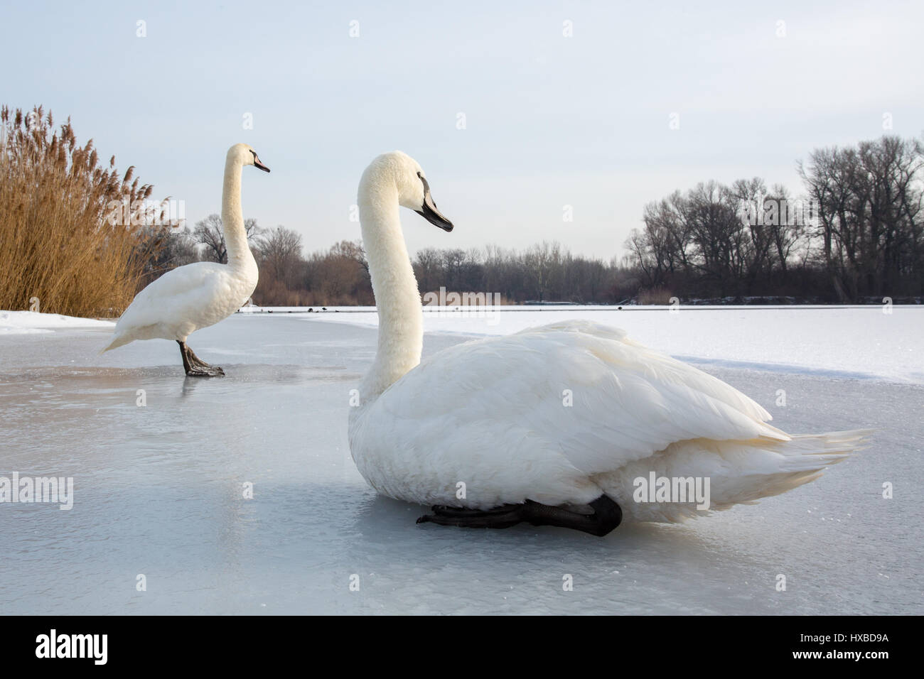 Swan pair on ice Stock Photo - Alamy