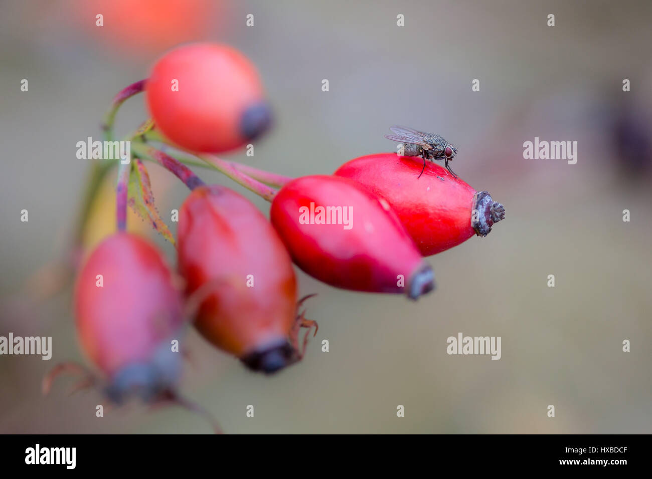 Sitting on wild rose twig hi-res stock photography and images - Alamy
