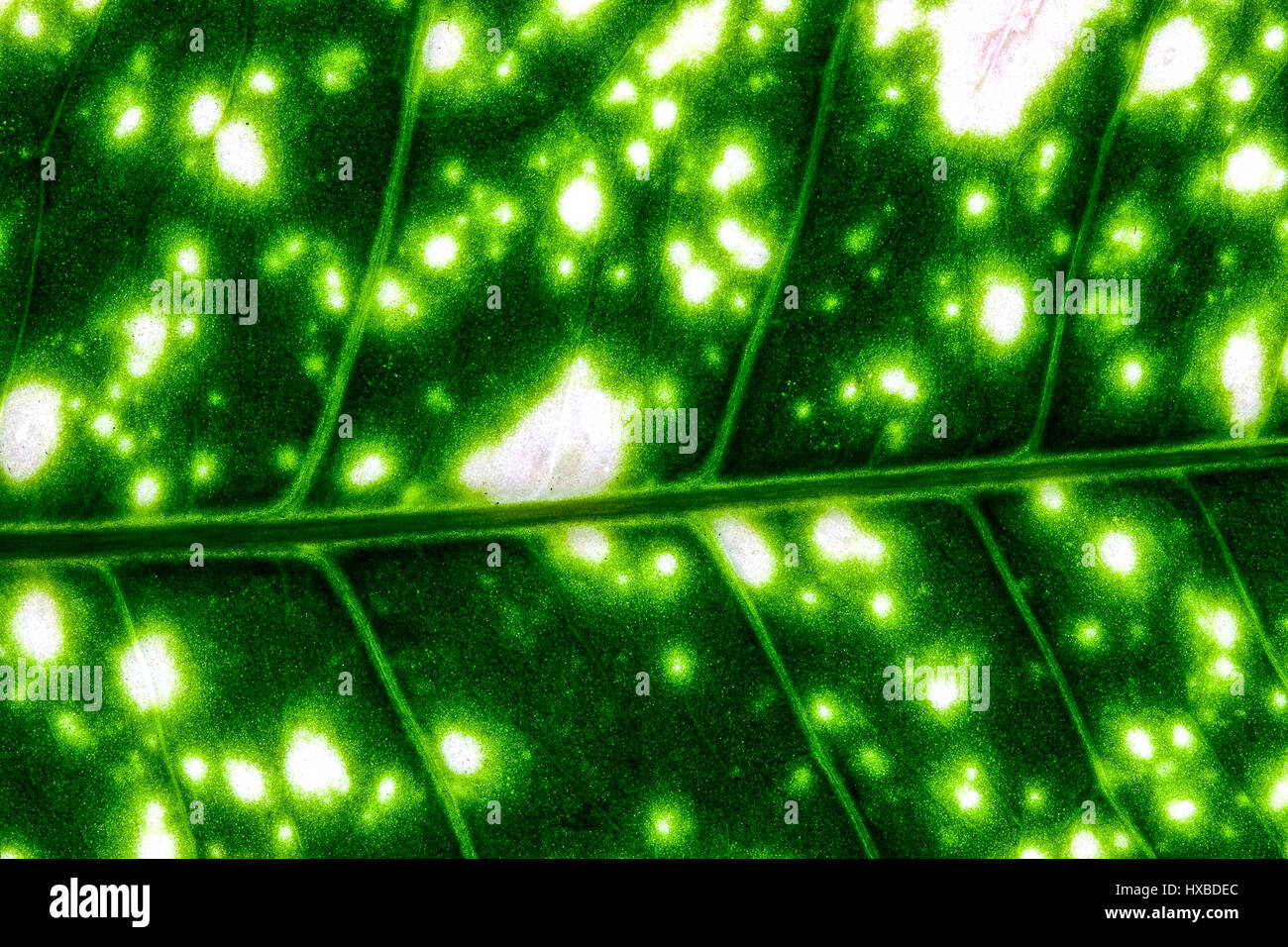 Leaf texture, pattern detailed macro Stock Photo - Alamy