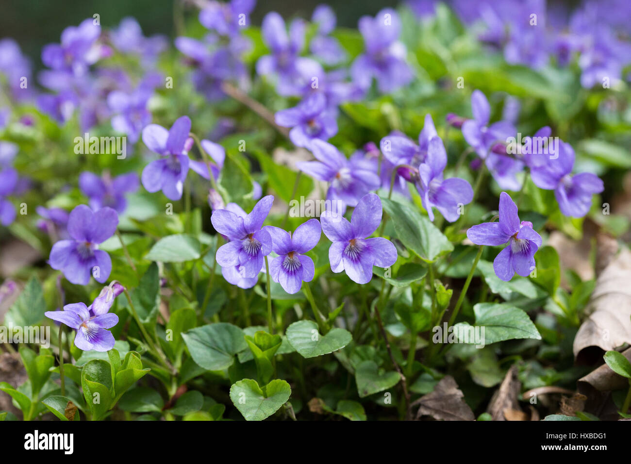 Violet viola flower moss hi-res stock photography and images - Alamy