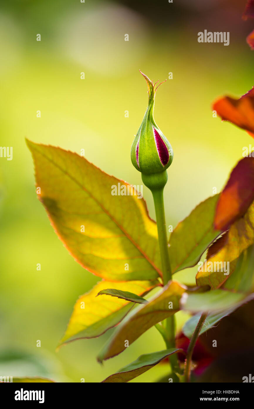 Unopened rose hi-res stock photography and images - Alamy