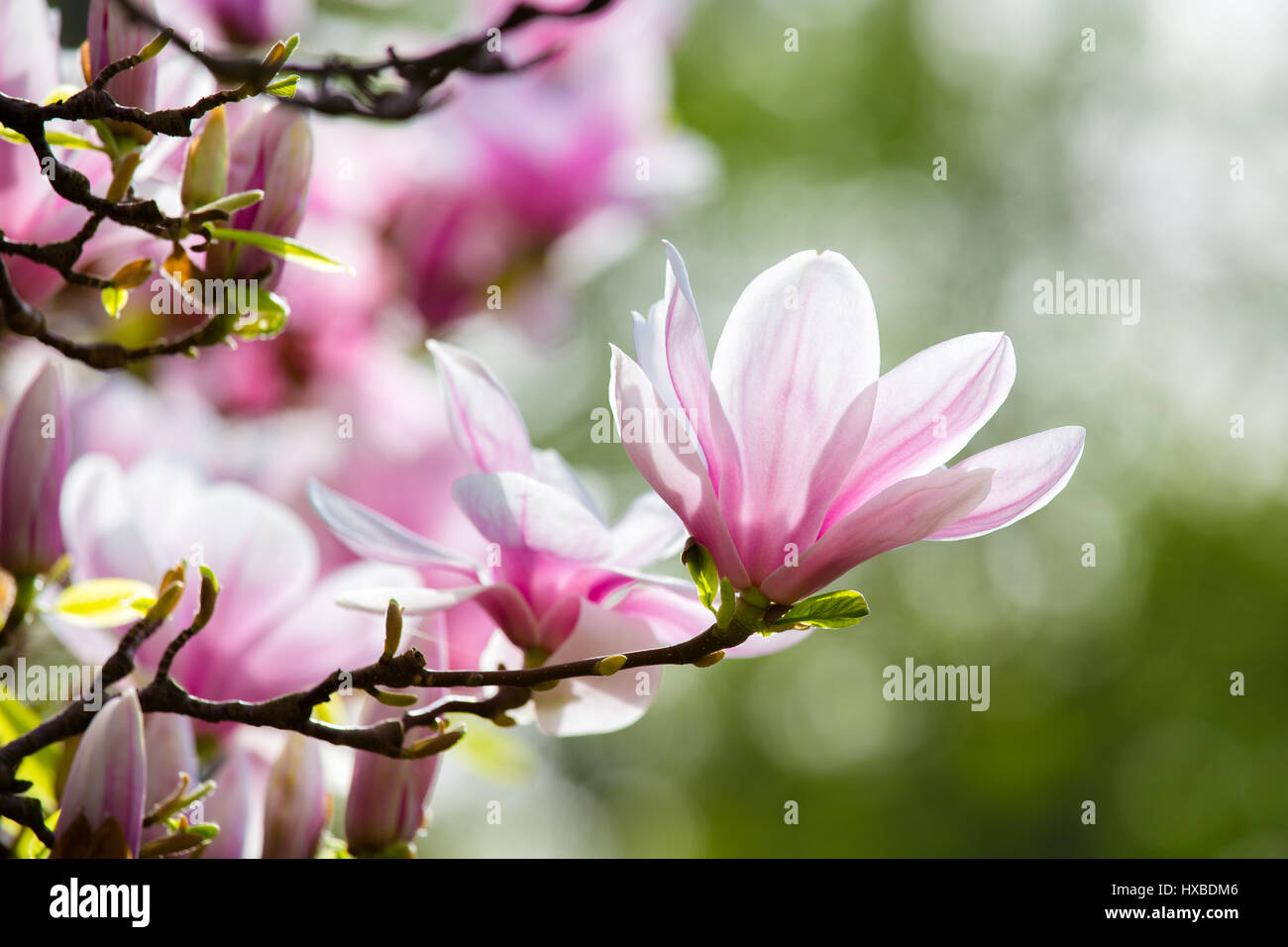 Wonderful soft image with nice background blur Stock Photo - Alamy