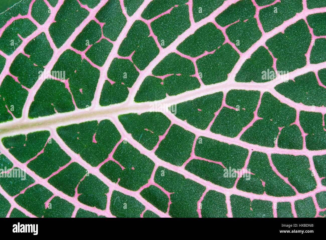 Detailed leaf texture hi-res stock photography and images - Alamy