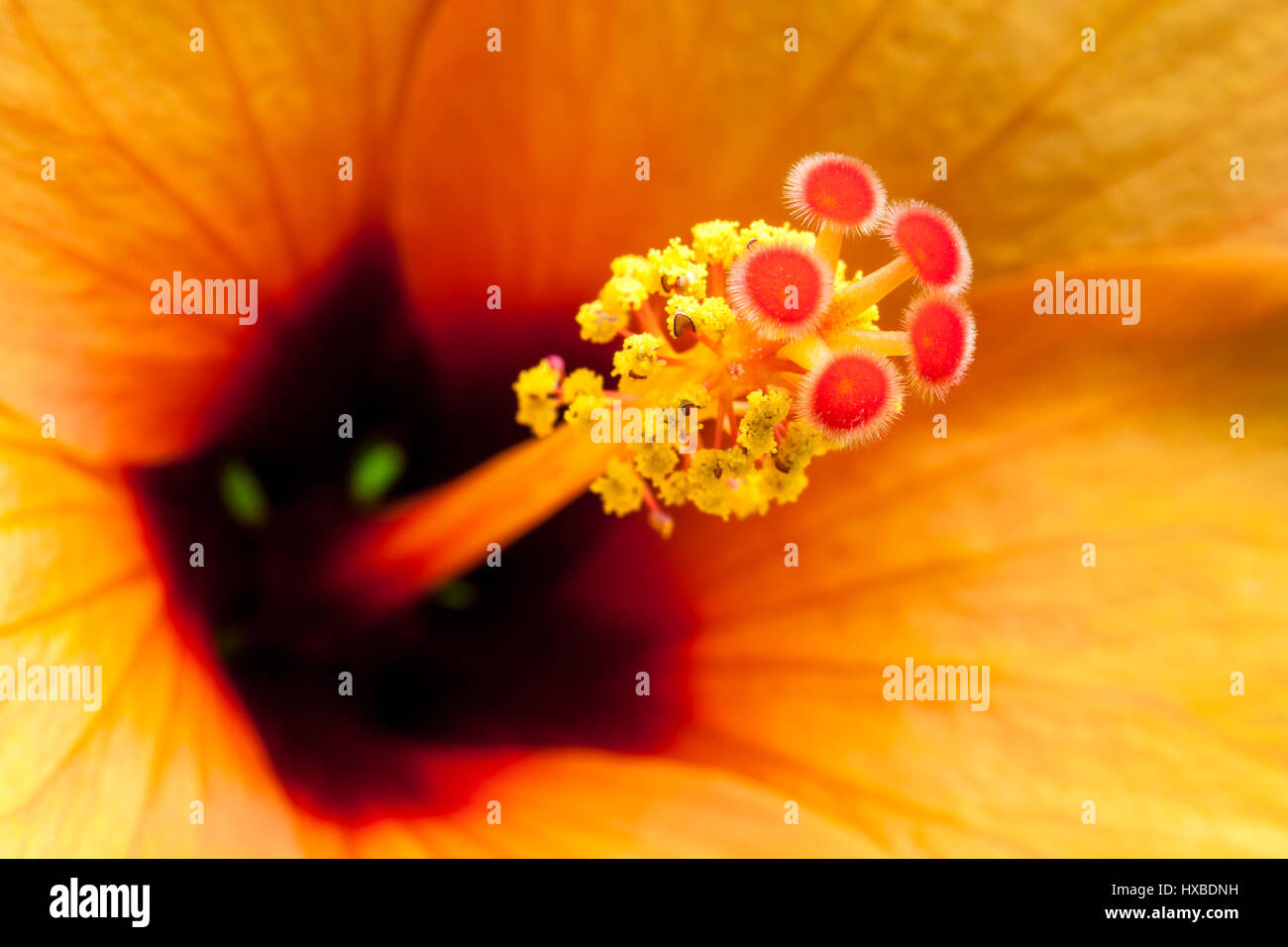 Hibiscus flower close up shot Stock Photo - Alamy