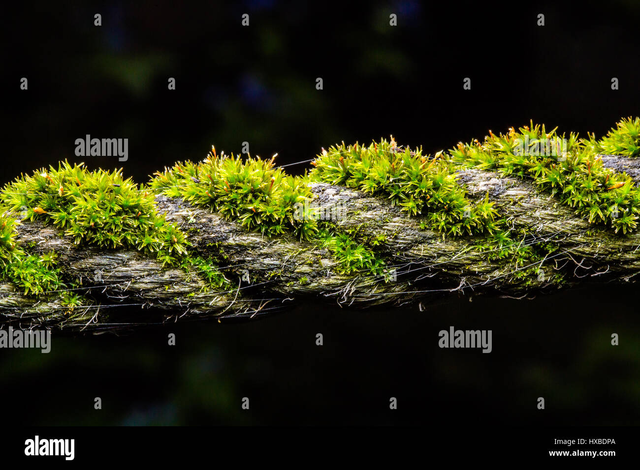 Moss growth on a rope high magnification macro Stock Photo - Alamy
