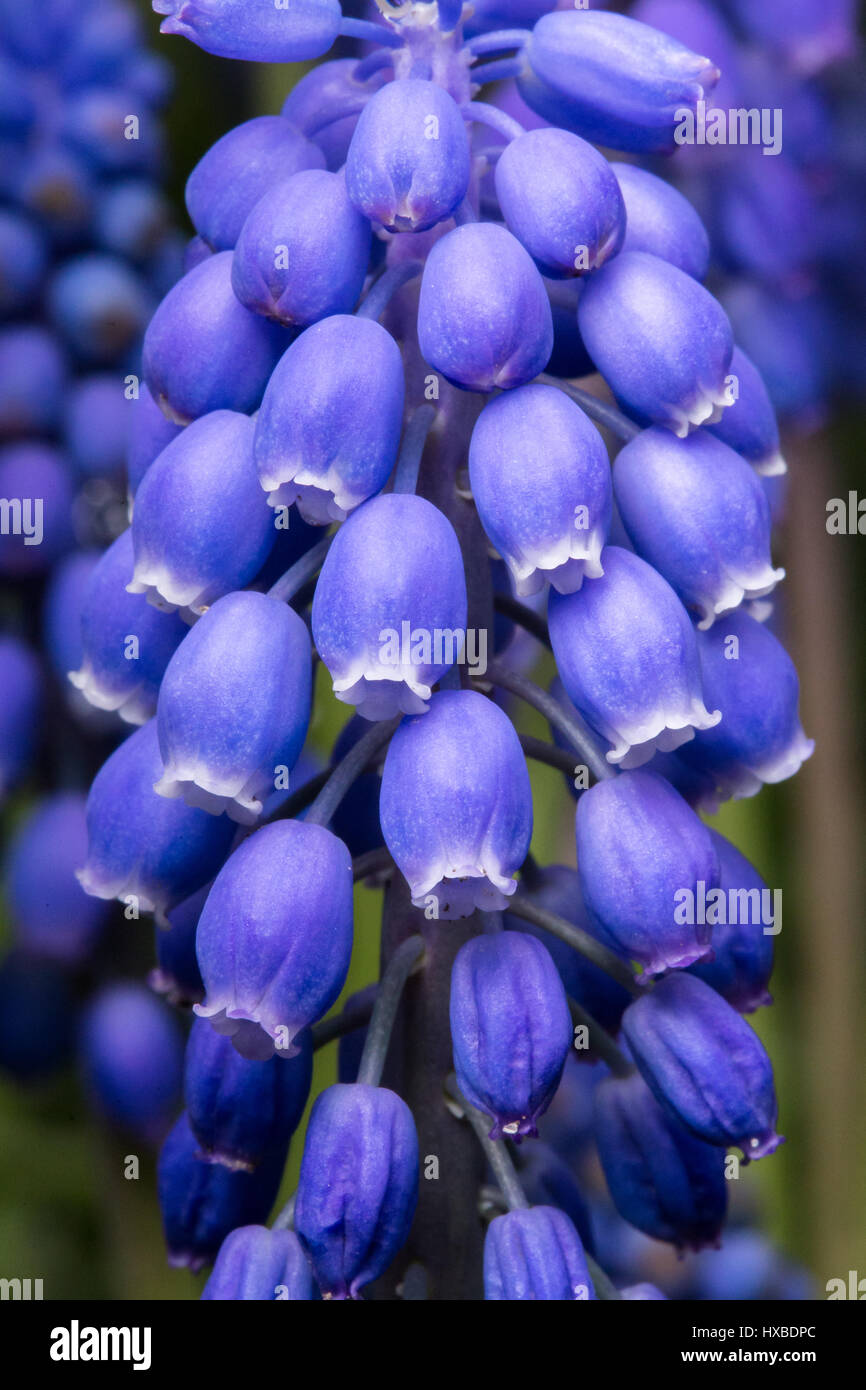 High magnification plant hi-res stock photography and images - Alamy