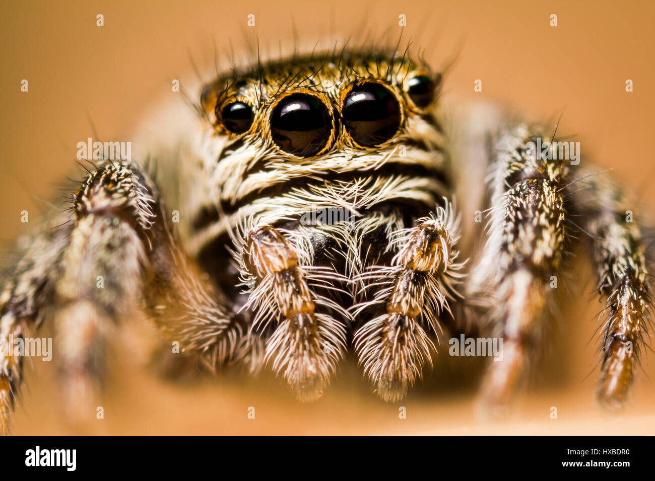 Jumping sipder hi-res stock photography and images - Alamy