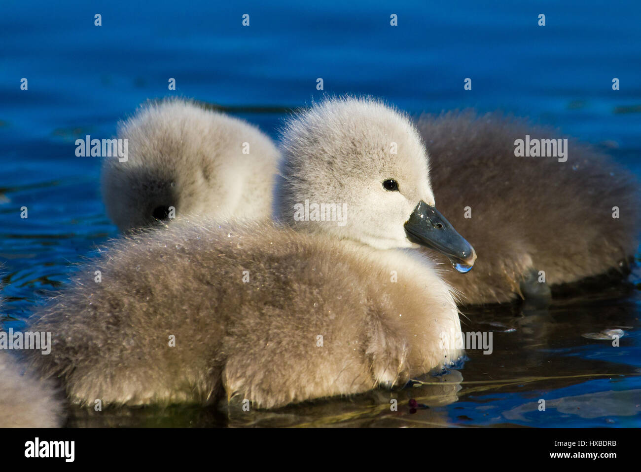 Fluffly cute young swan Stock Photo - Alamy