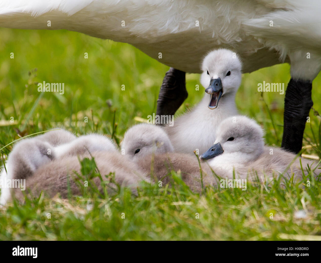 Young swan at play Stock Photo - Alamy