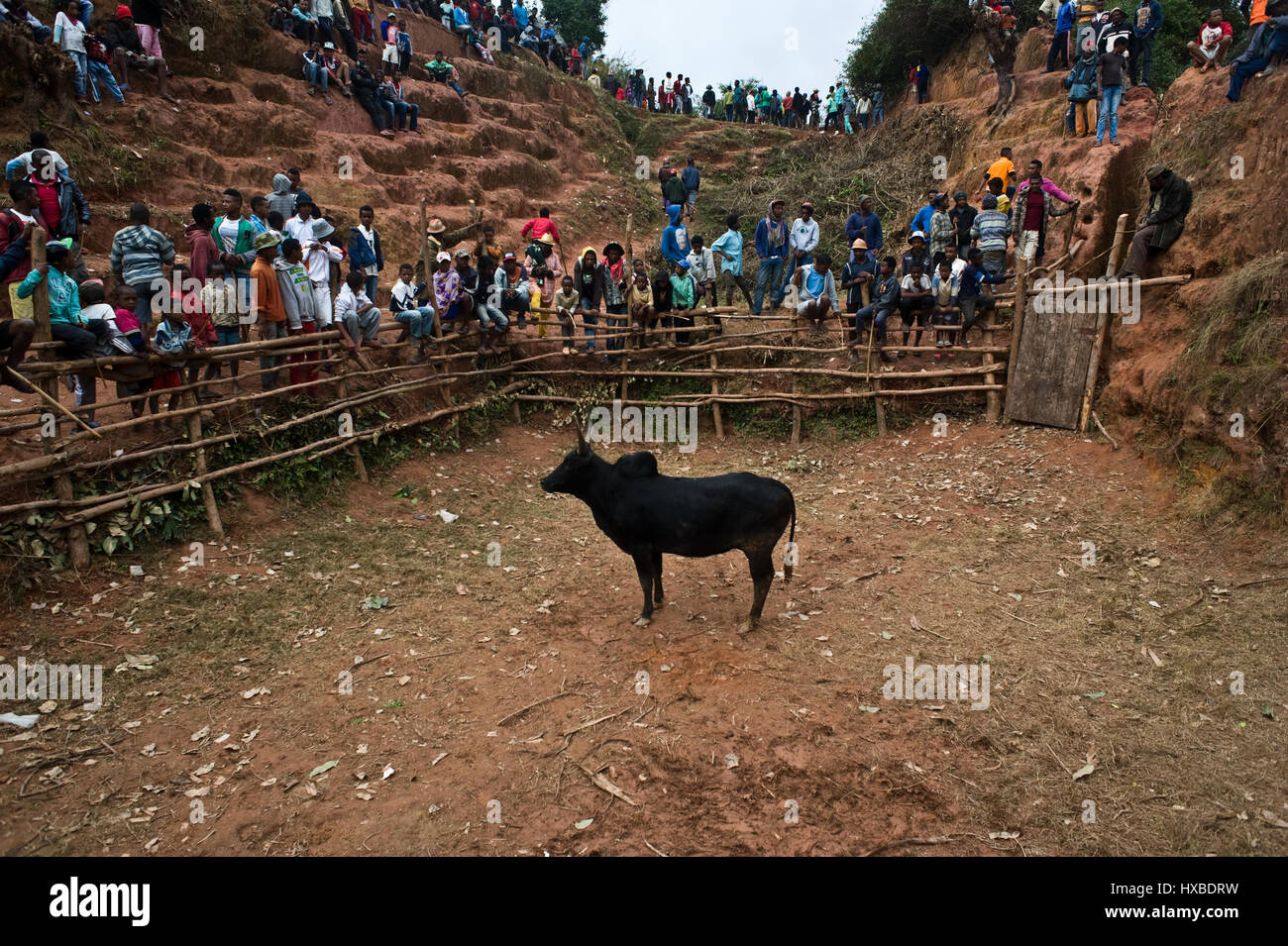 Savika, the malagasy rodeo ( Madagascar Stock Photo - Alamy