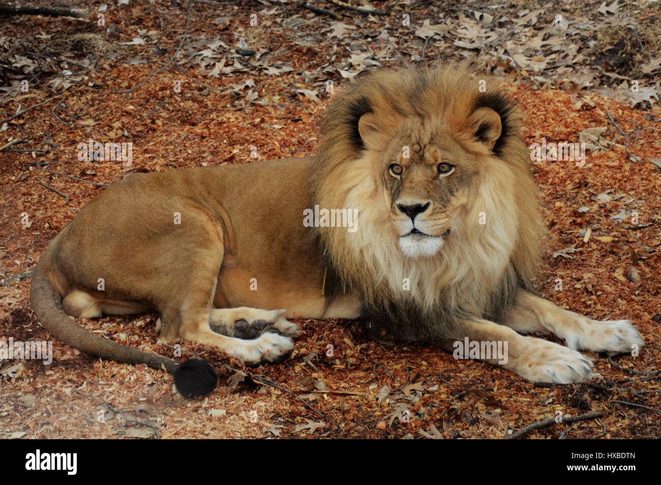 Lion laying on the ground Stock Photo - Alamy