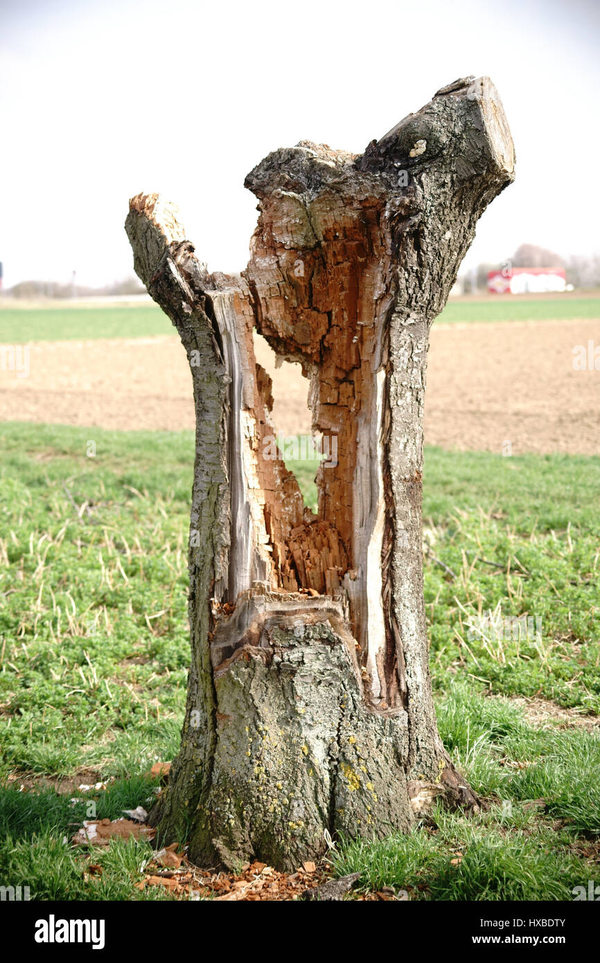 A dried-up old tree trunk who was twisted by lightning Stock Photo - Alamy