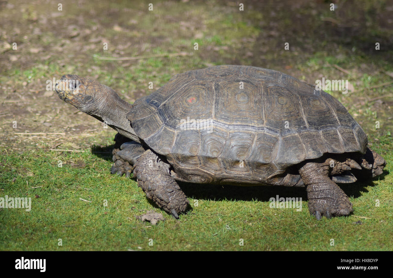 Camperdown park, dundee hi-res stock photography and images - Alamy
