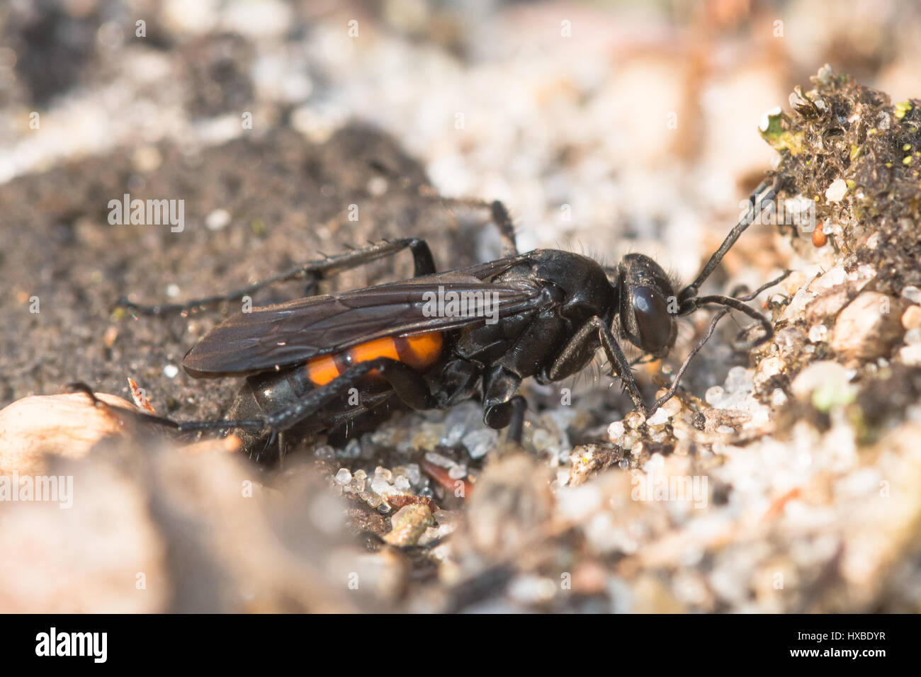 Black-banded spider wasp (Anoplius viaticus) in a sandy heathland ...