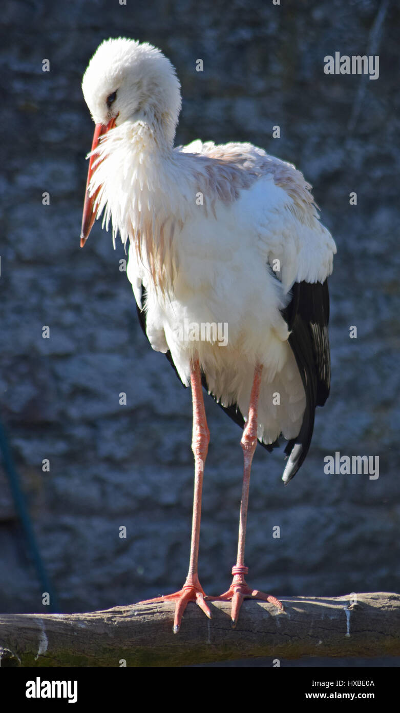 Camperdown park, dundee hi-res stock photography and images - Alamy