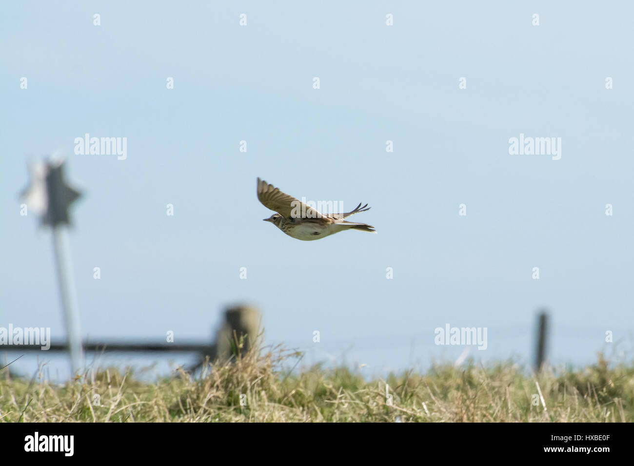 Skylark flying hi-res stock photography and images - Alamy