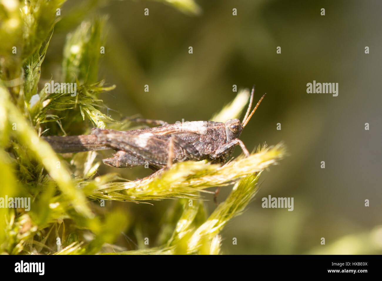 Close-up of slender groundhopper on moss (Tetrix subulata), UK Stock ...