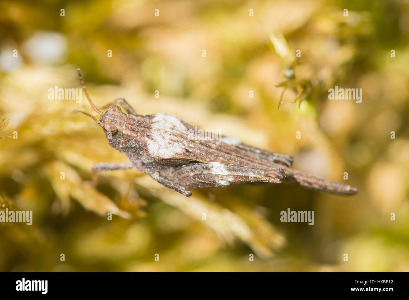 Close-up of slender groundhopper on moss (Tetrix subulata), UK Stock ...