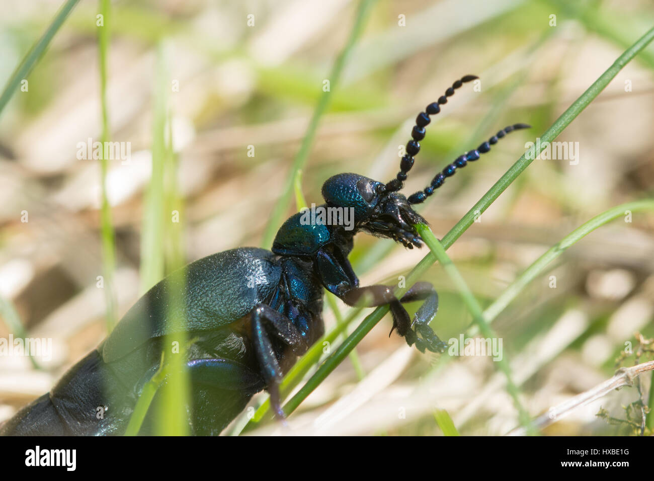 Black oil beetle hi-res stock photography and images - Alamy