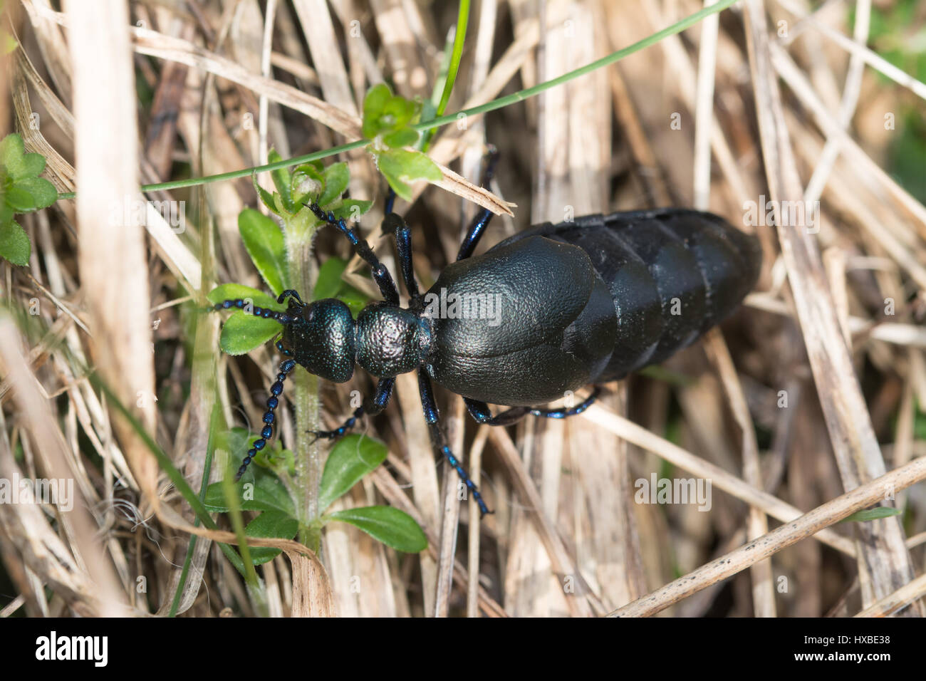 Black oil beetle hi-res stock photography and images - Alamy