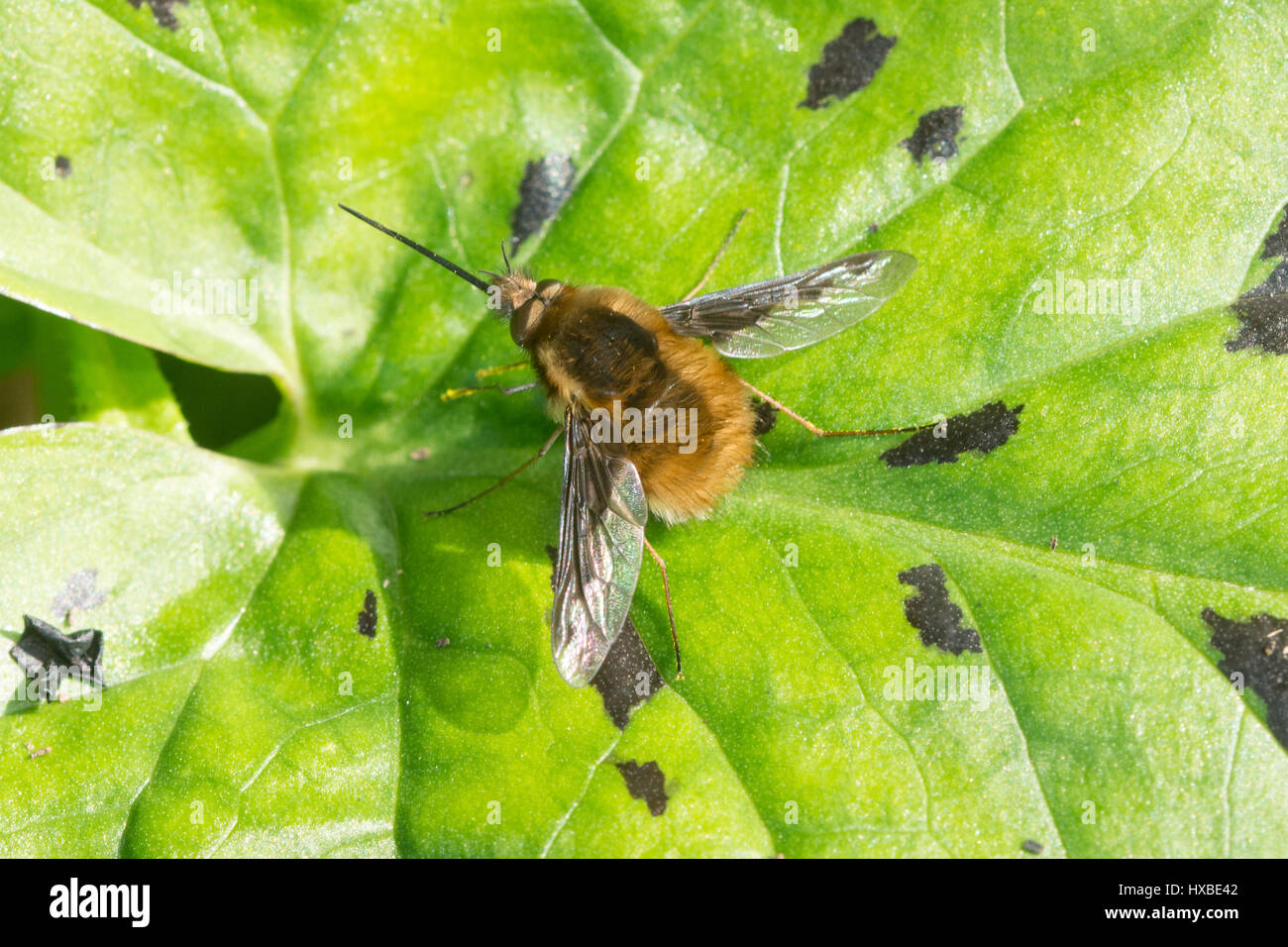 Close-up of large bee-fly (Bombylius major), a bee mimic Stock Photo ...
