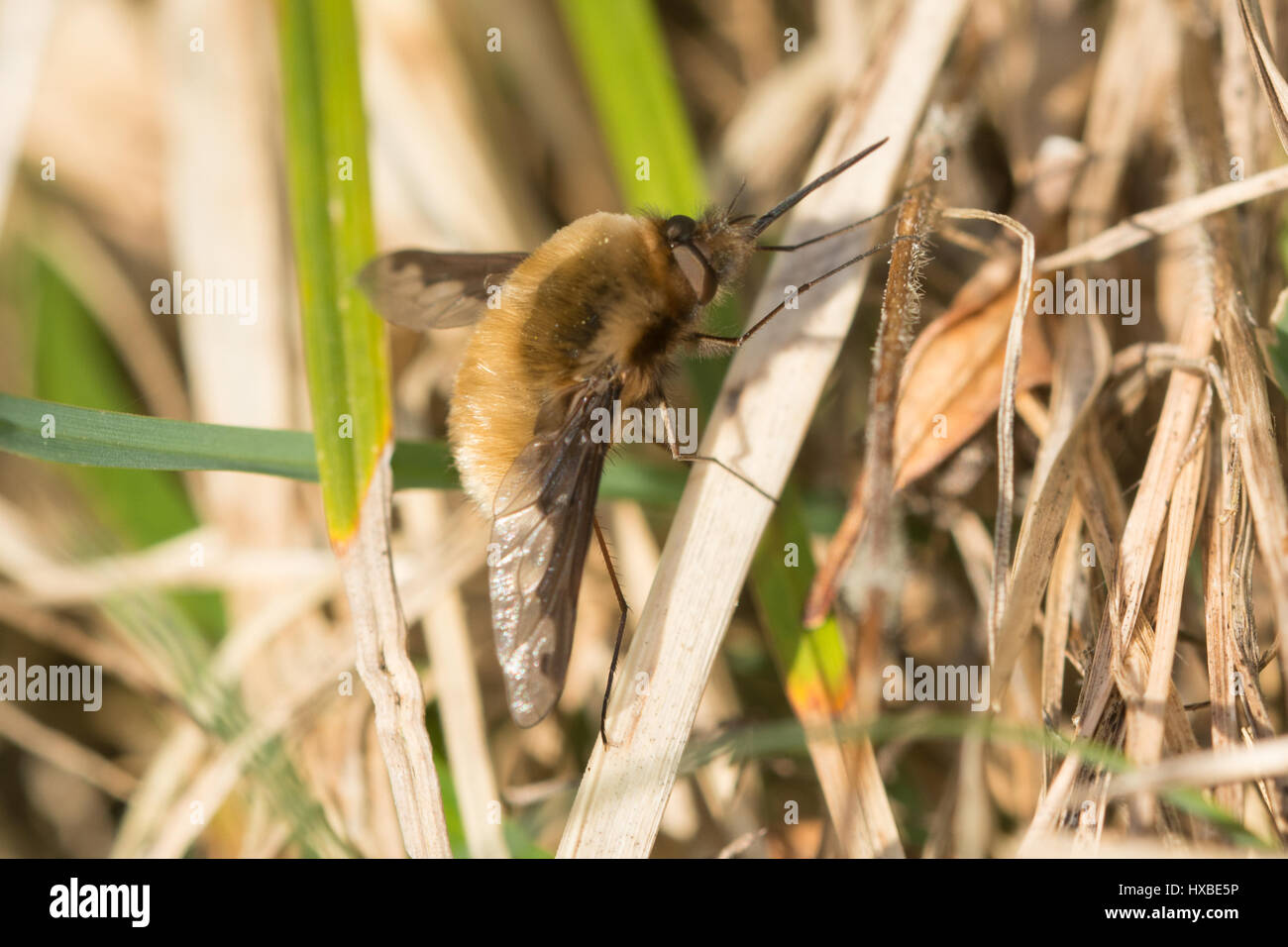 Close-up of large bee-fly (Bombylius major), a bee mimic Stock Photo ...