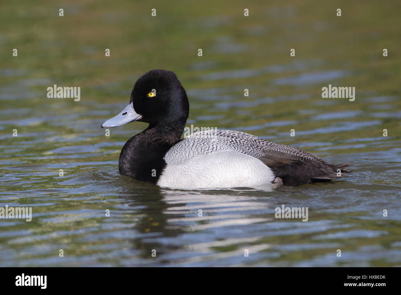Drake Lesser Scaup Stock Photo - Alamy