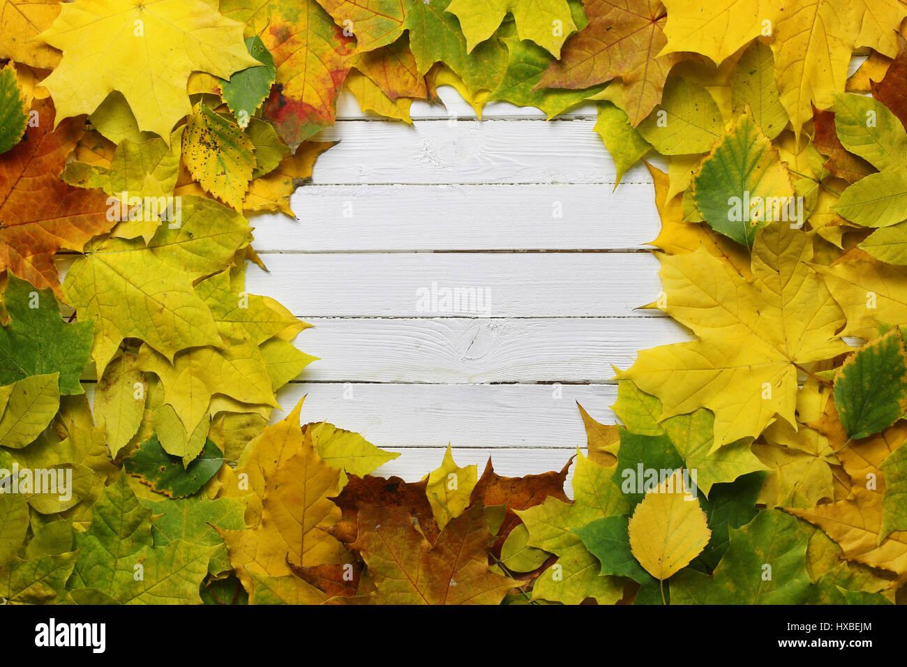 Round Shaped Leaves High Resolution Stock Photography and Images - Alamy