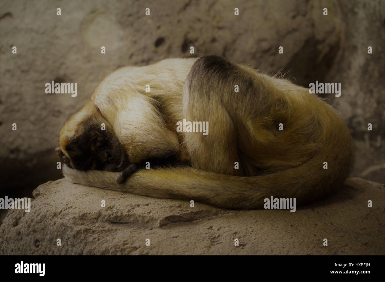 Relaxed spider hi-res stock photography and images - Alamy