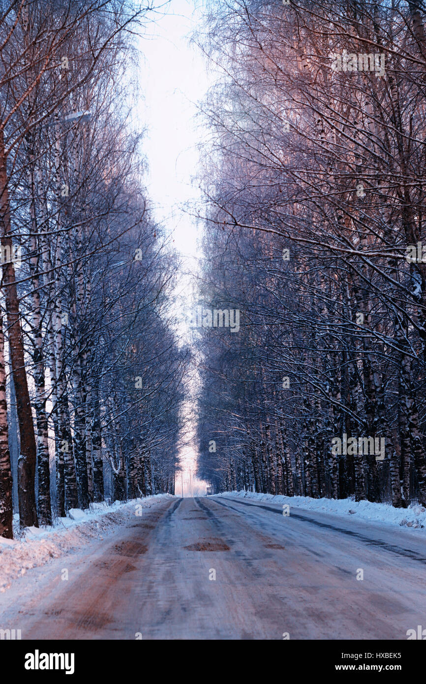 street trees winter empty Stock Photo - Alamy