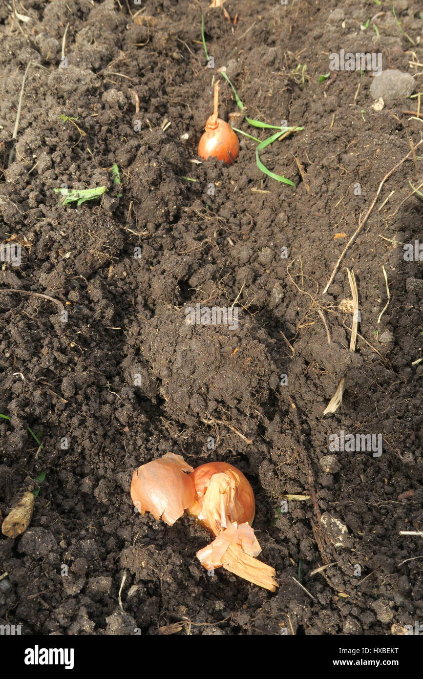 Shallot sets planted in a row Stock Photo - Alamy